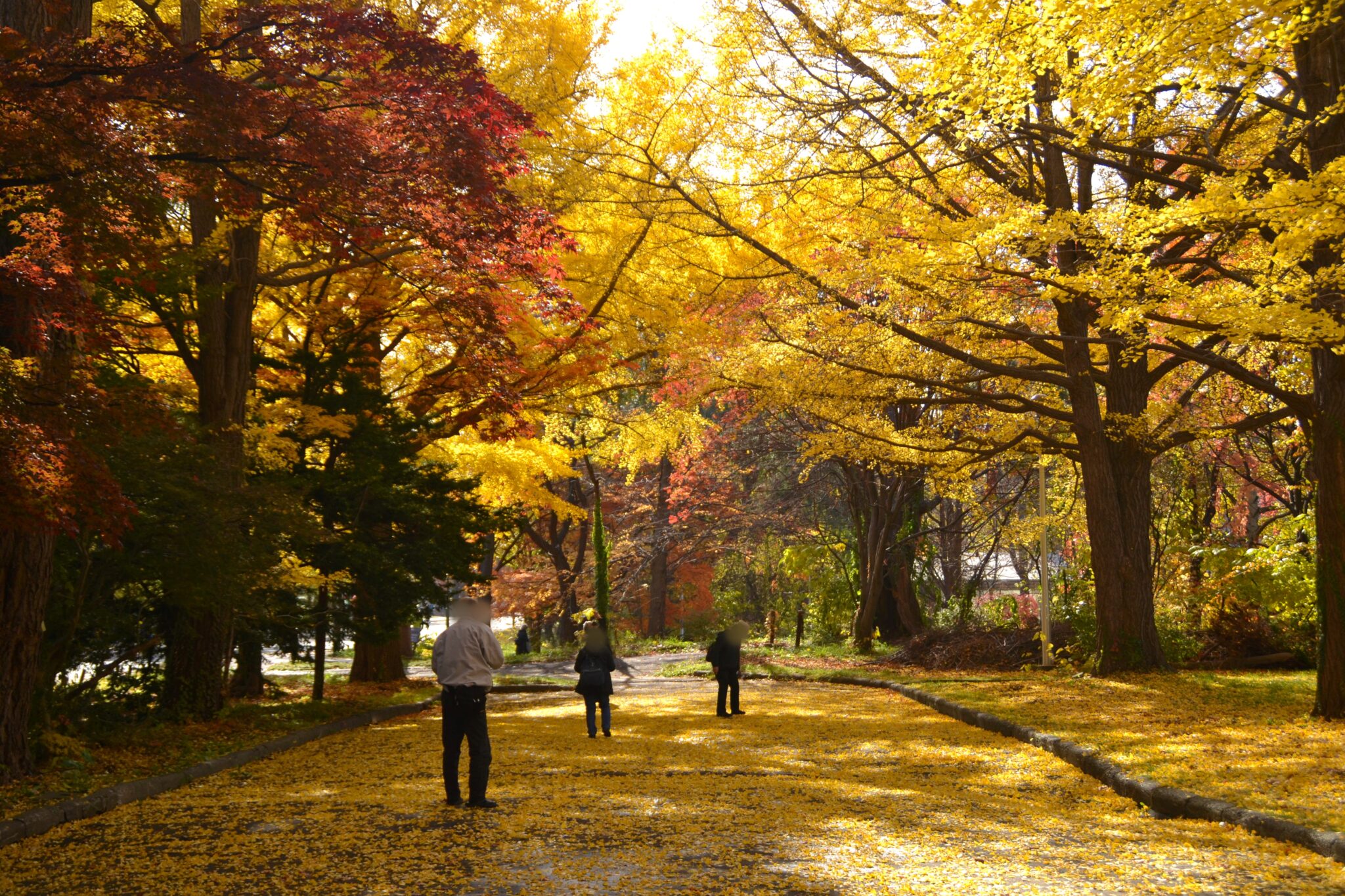 【札幌の紅葉】北大のイチョウ並木や秋のキャンパス内の見どころを紹介 | Kitaiko