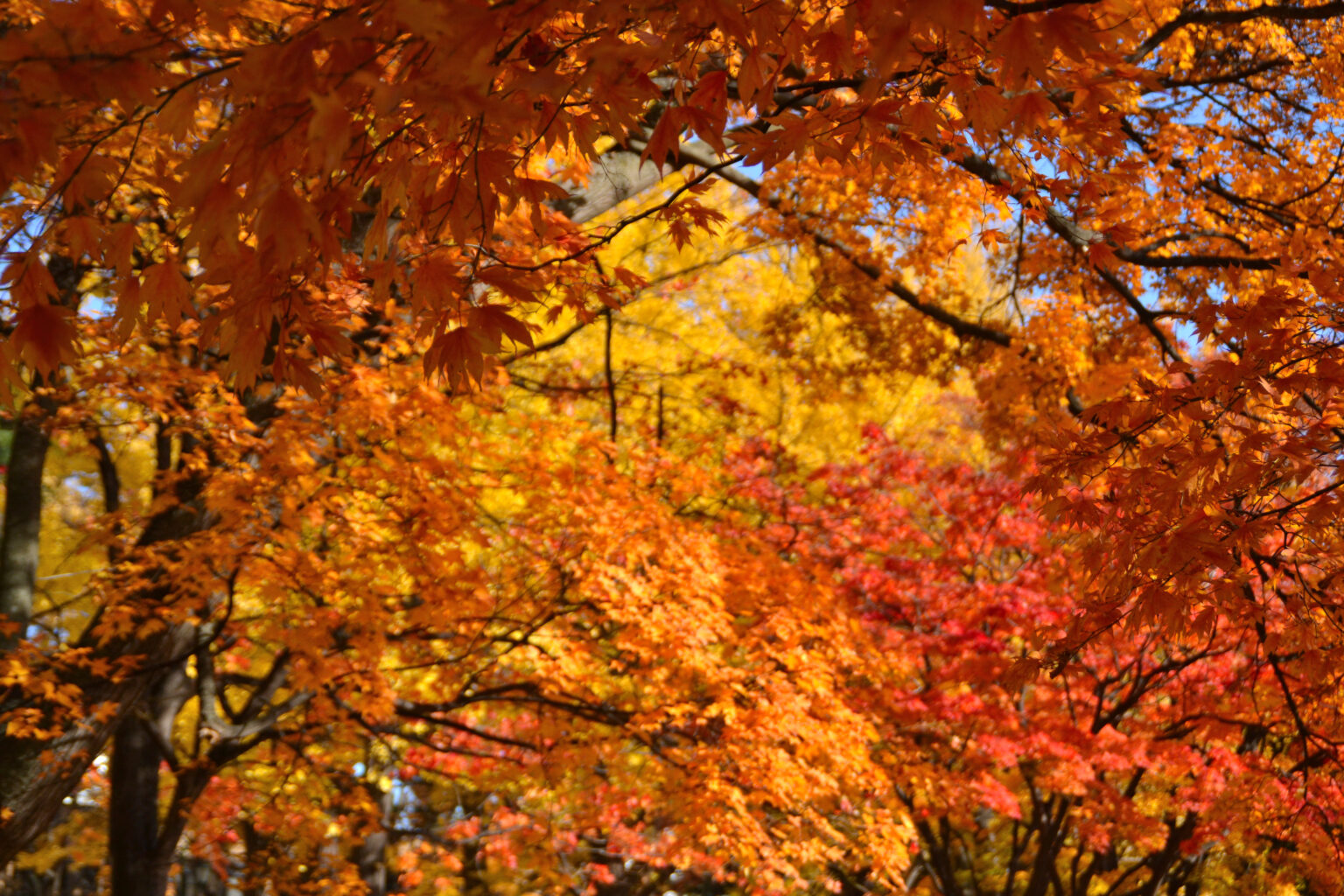 【札幌の紅葉】北大のイチョウ並木や秋のキャンパス内の見どころを紹介 | Kitaiko