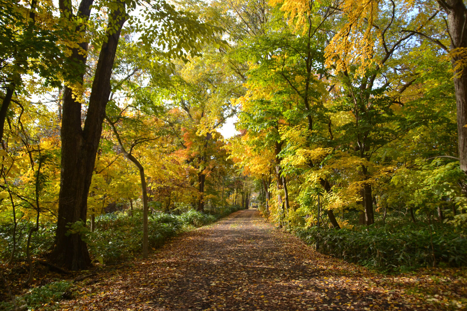 【札幌の紅葉】北大のイチョウ並木や秋のキャンパス内の見どころを紹介 | Kitaiko