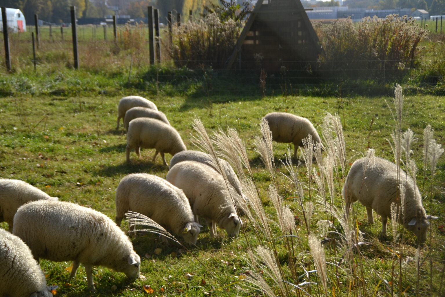 【札幌の紅葉】北大のイチョウ並木や秋のキャンパス内の見どころを紹介 | Kitaiko