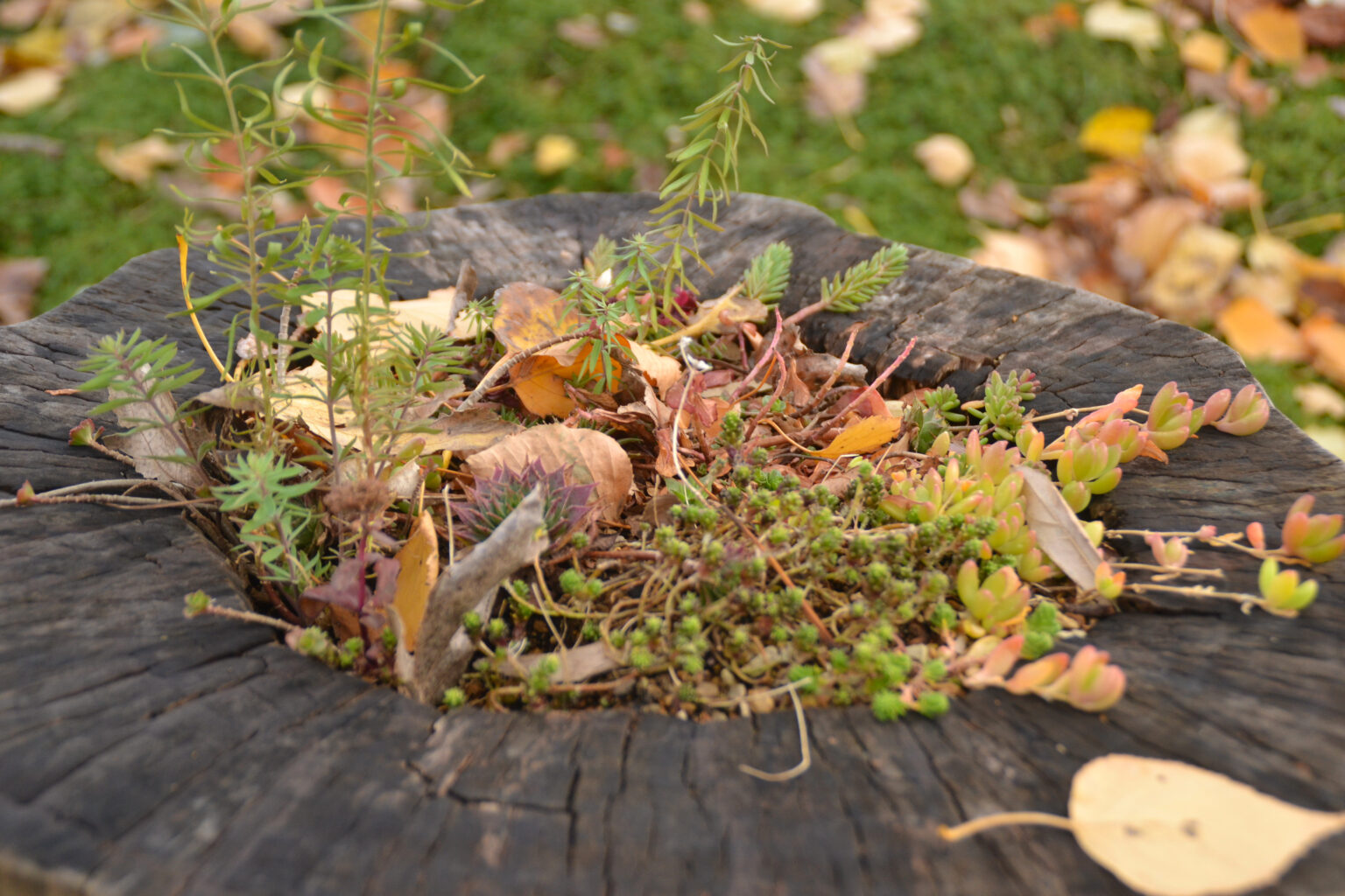 【benbeya（べんべや）/札幌】人気の洋菓子屋さんでいただくリッチな味わいのソフトクリーム | Kitaiko