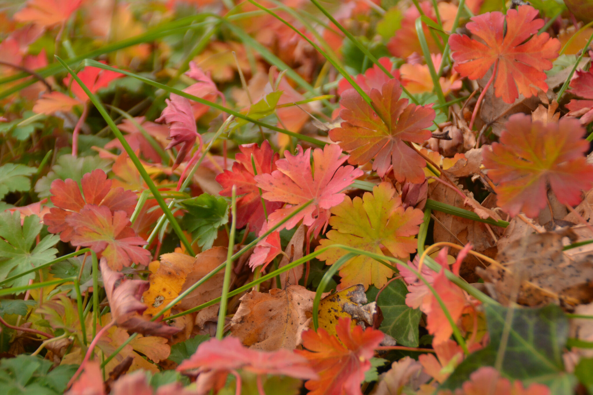 【benbeya（べんべや）/札幌】人気の洋菓子屋さんでいただくリッチな味わいのソフトクリーム | Kitaiko
