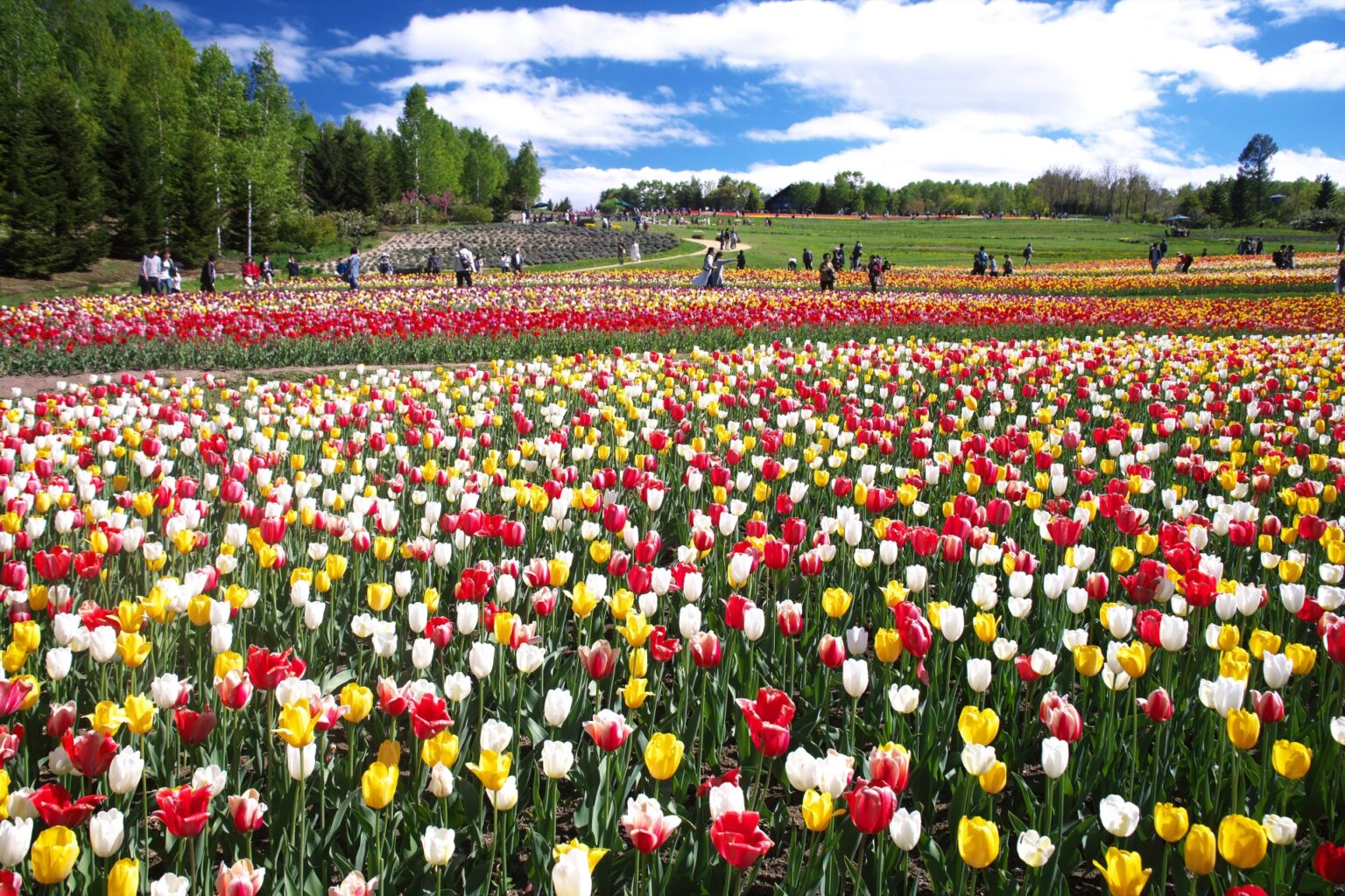 5月に行きたい北海道のお花畑｜名所から穴場まで見頃の花畑を紹介 | Kitaiko