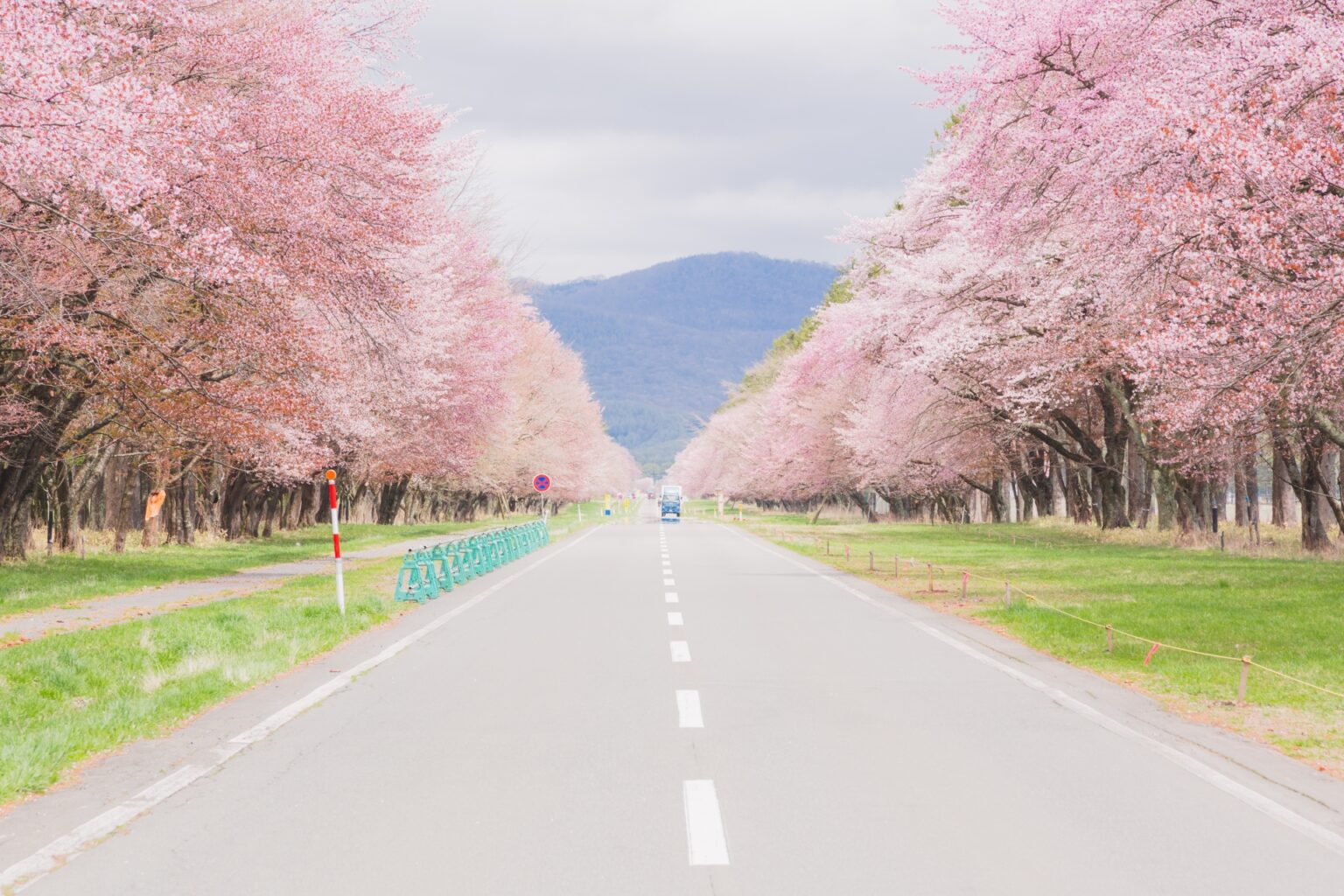 札幌の桜の名所おすすめランキング｜見頃時期や2024年開花予想も紹介！ | Kitaiko