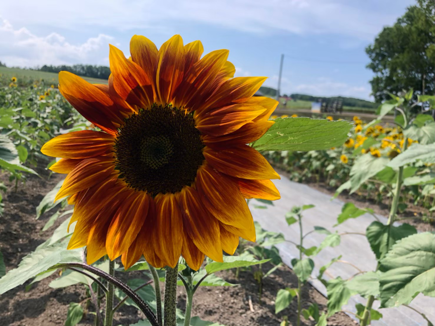 【夏の風物詩】北竜町のひまわり畑｜見頃はいつからいつまで？開花状況は？ | Kitaiko