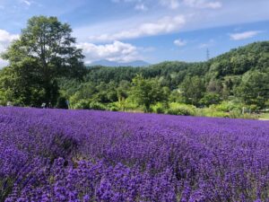 【札幌】幌見峠のラベンダー畑｜見頃や開花状況は？渋滞に注意！ | Kitaiko