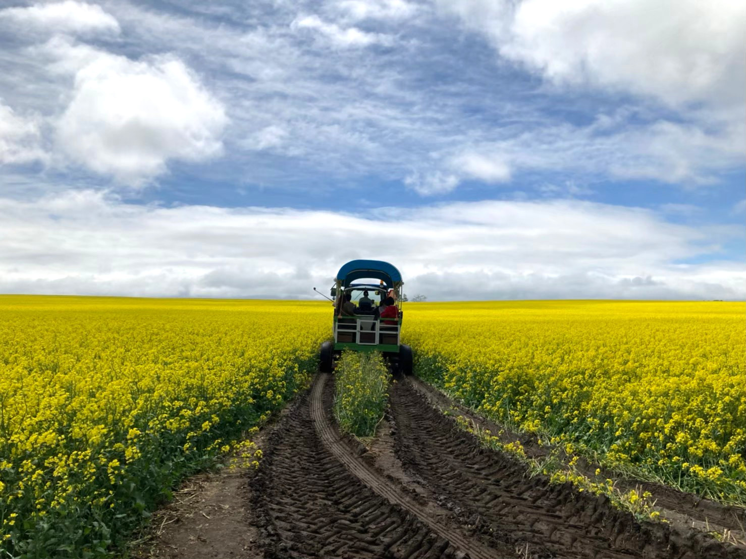 北海道の絶景お花畑を紹介【14選】 | Kitaiko