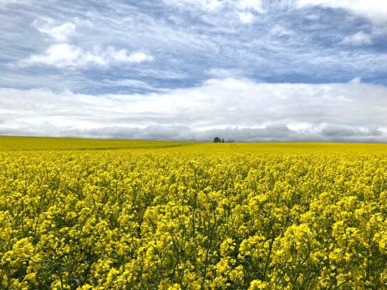 【2024】安平町の菜の花畑｜見頃はいつからいつまで？マップは？ | Kitaiko
