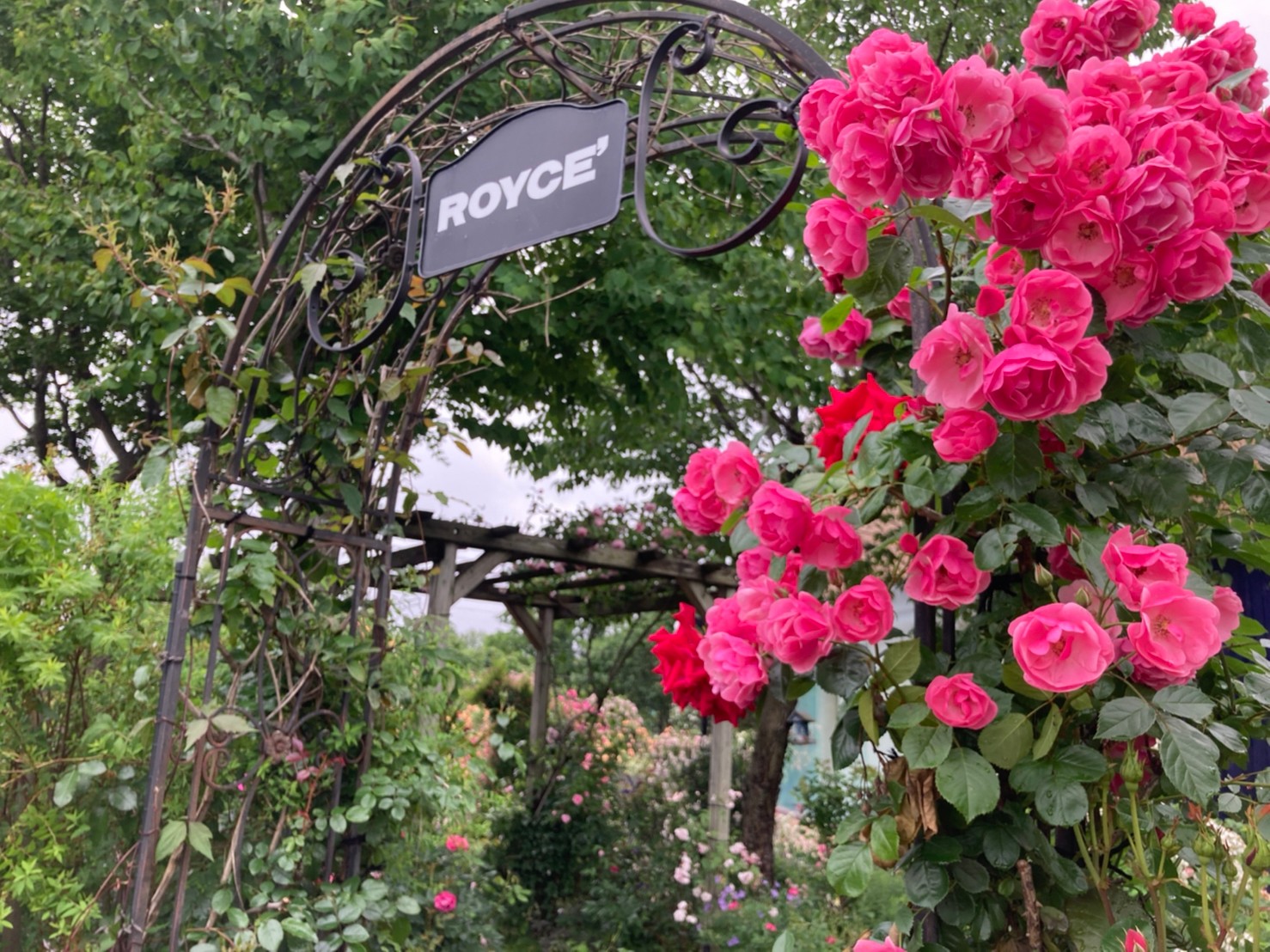 札幌のおすすめお花スポット｜素敵な花壇やお花畑を紹介！ | Kitaiko