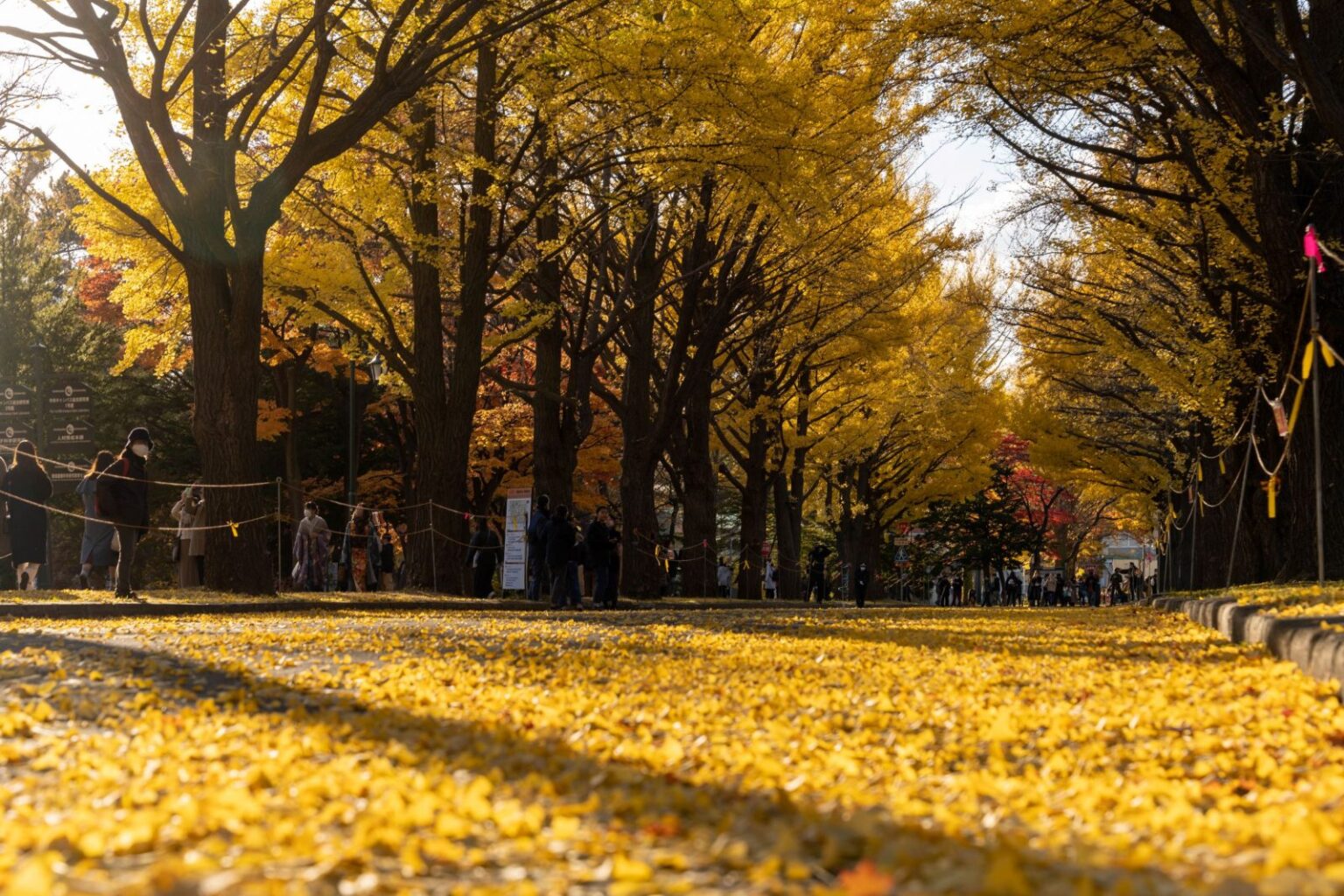 【2025】北大金葉祭｜イチョウ並木のライトアップや屋台が登場！ | Kitaiko