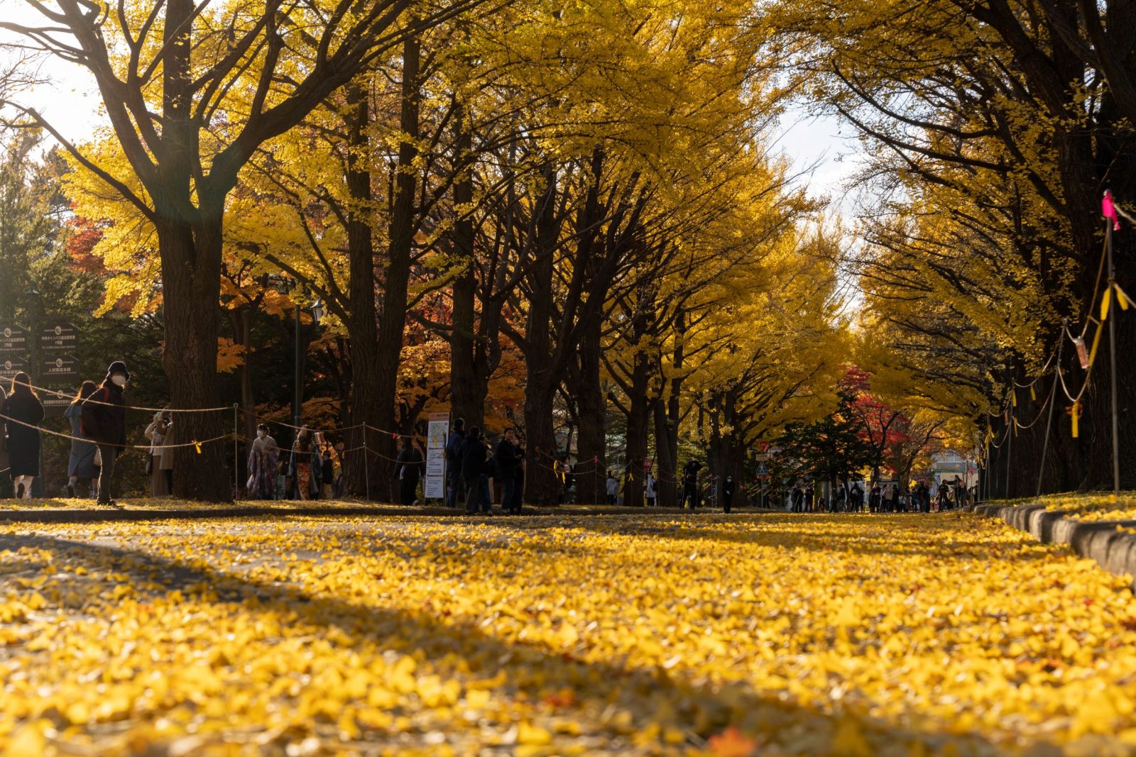 【2025】北大金葉祭｜イチョウ並木のライトアップや屋台が登場！ | Kitaiko