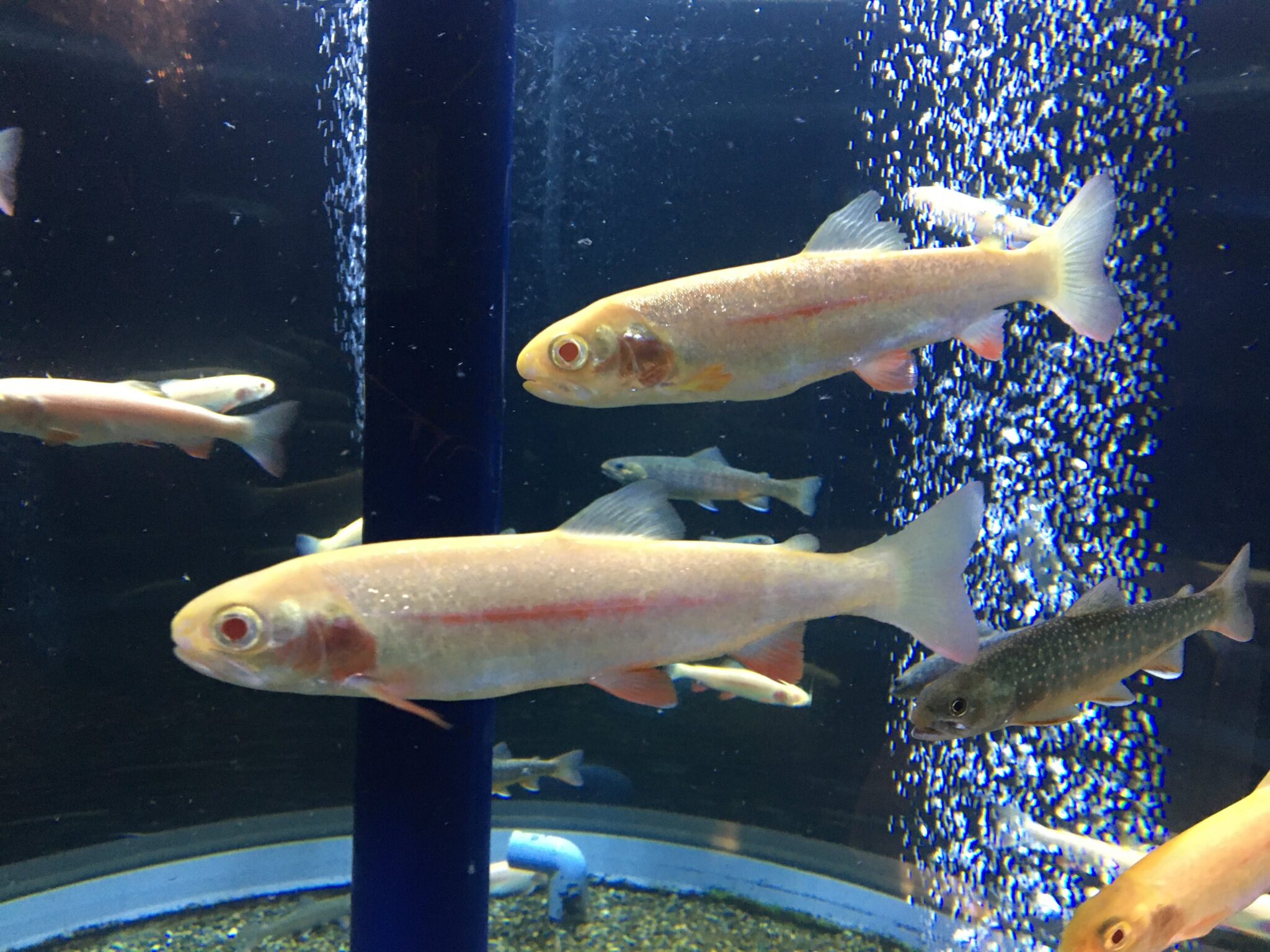 札幌から日帰りできるおすすめ観光スポット【12選】 | Kitaiko