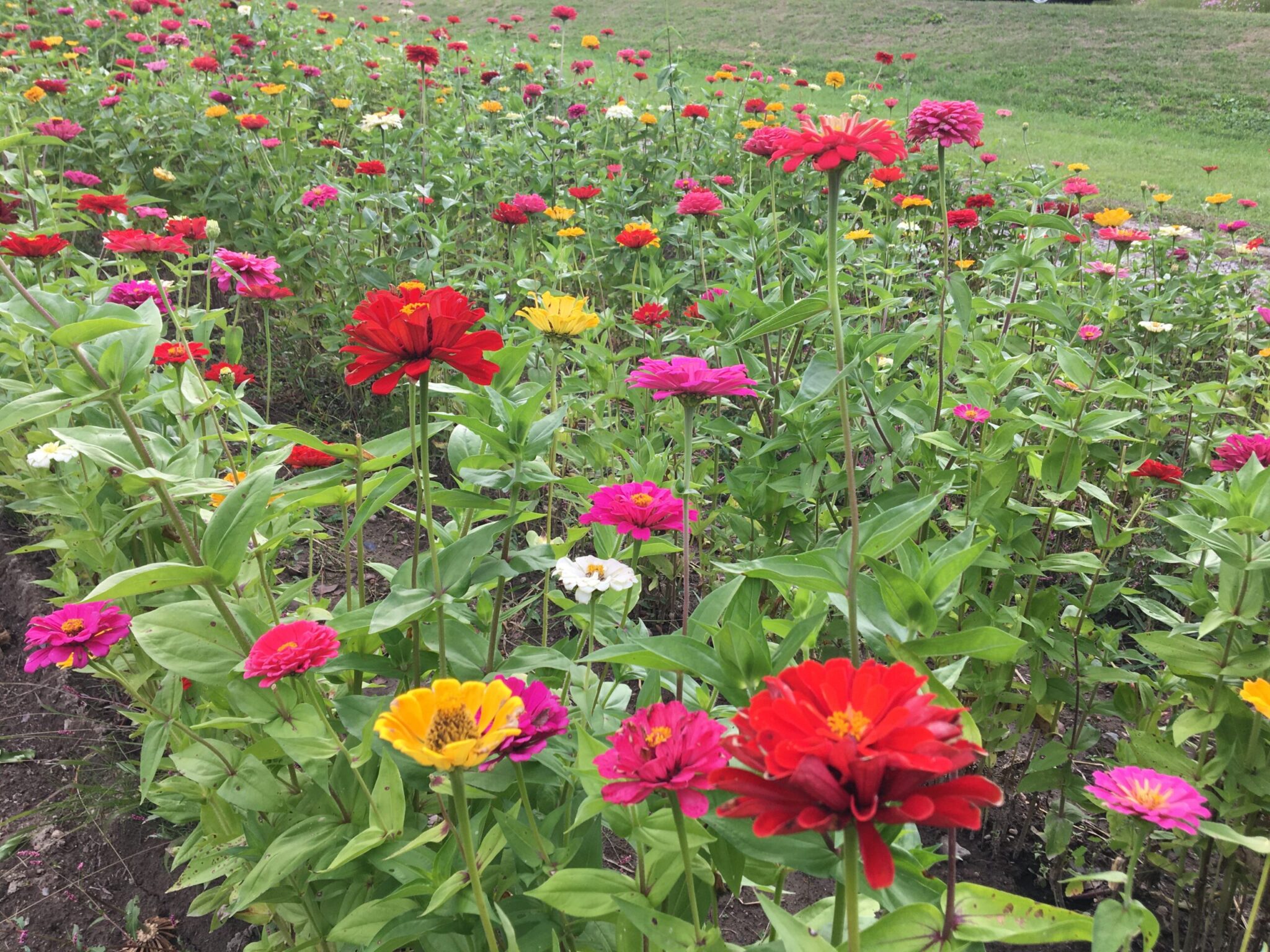 遠軽のコスモス園・太陽の丘えんがる公園虹のひろばを紹介 | Kitaiko